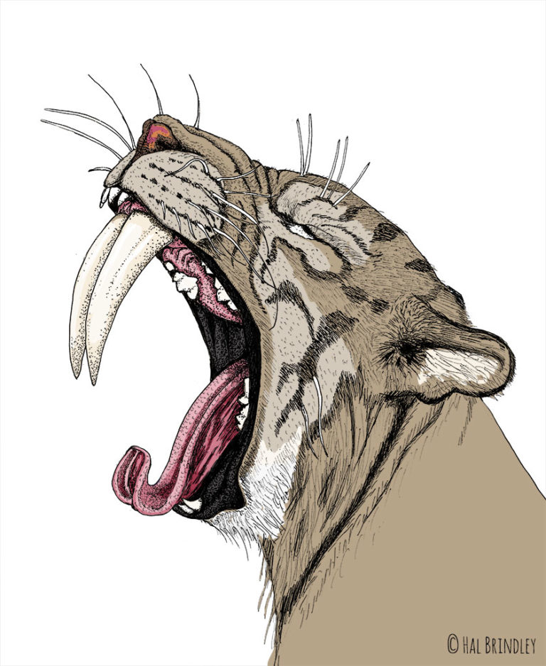 Smilodon Reconstruction – Naturalist Studio