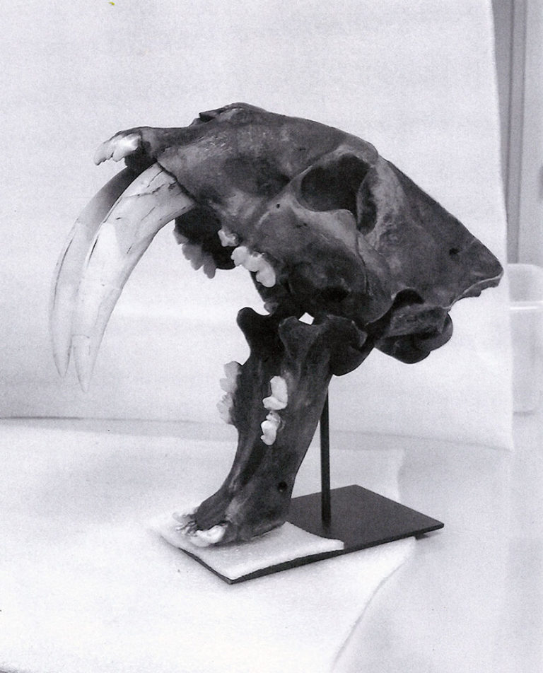 Smilodon Reconstruction – Naturalist Studio