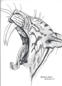 Smilodon Reconstruction – Naturalist Studio