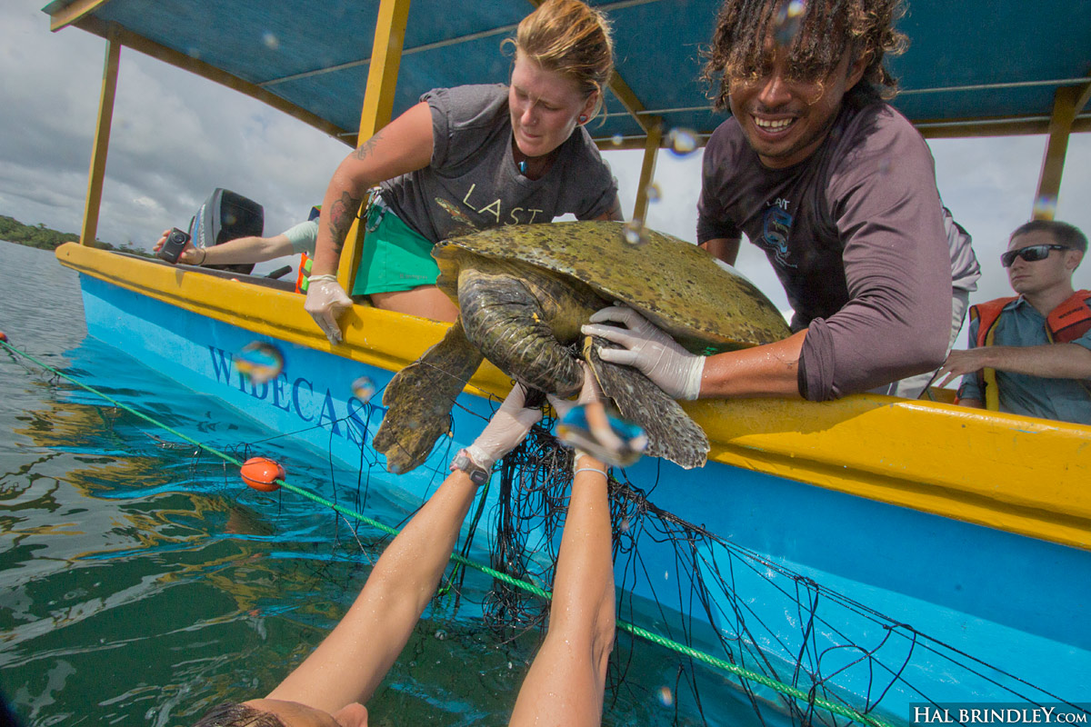 SEE Turtles Conservation Tours – Naturalist Studio