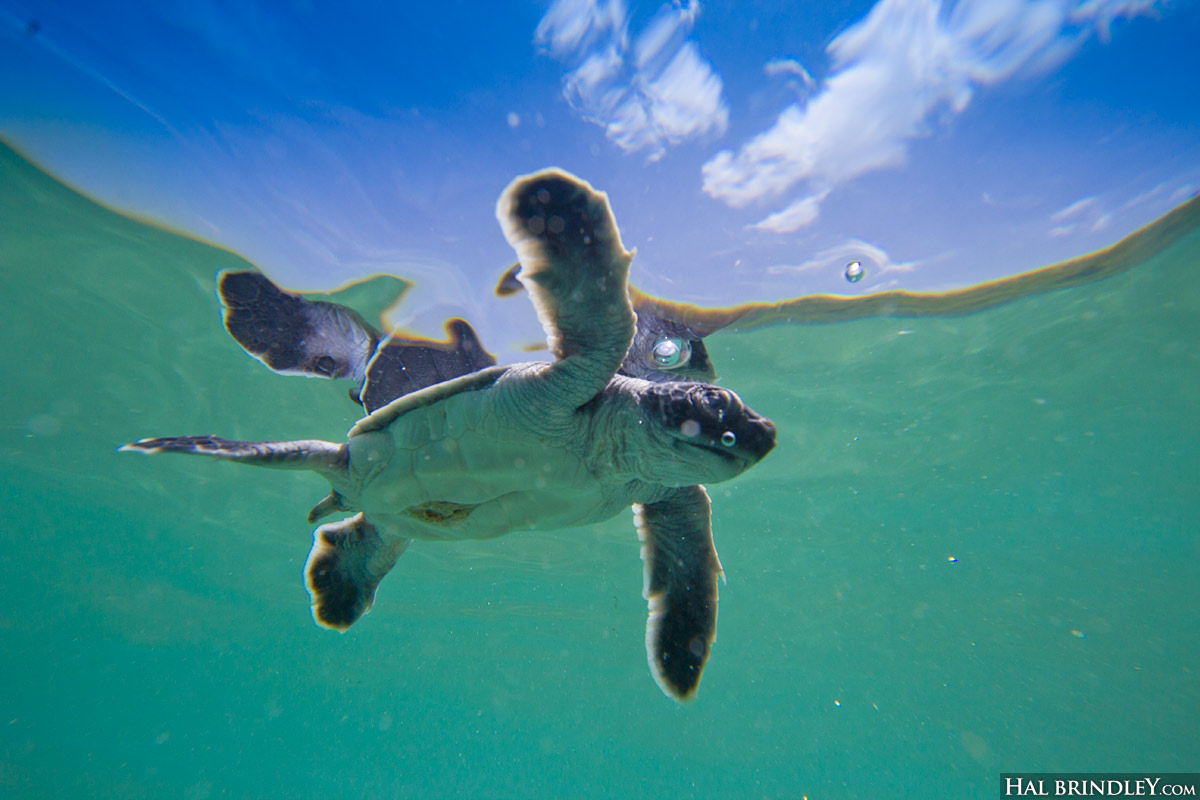 Paso Pacifico – Naturalist Studio