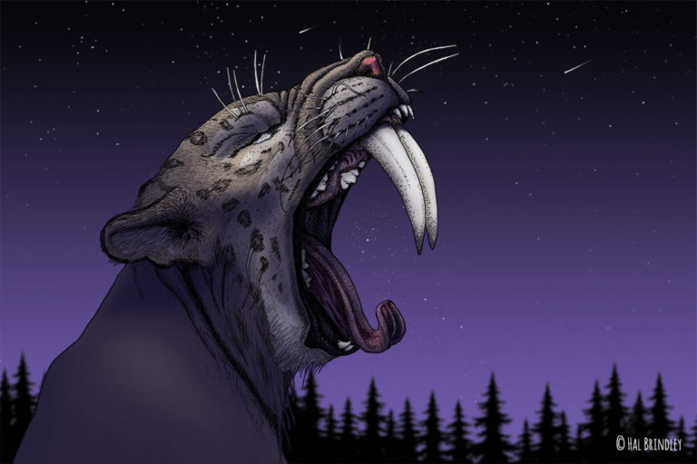 Smilodon Reconstruction – Naturalist Studio