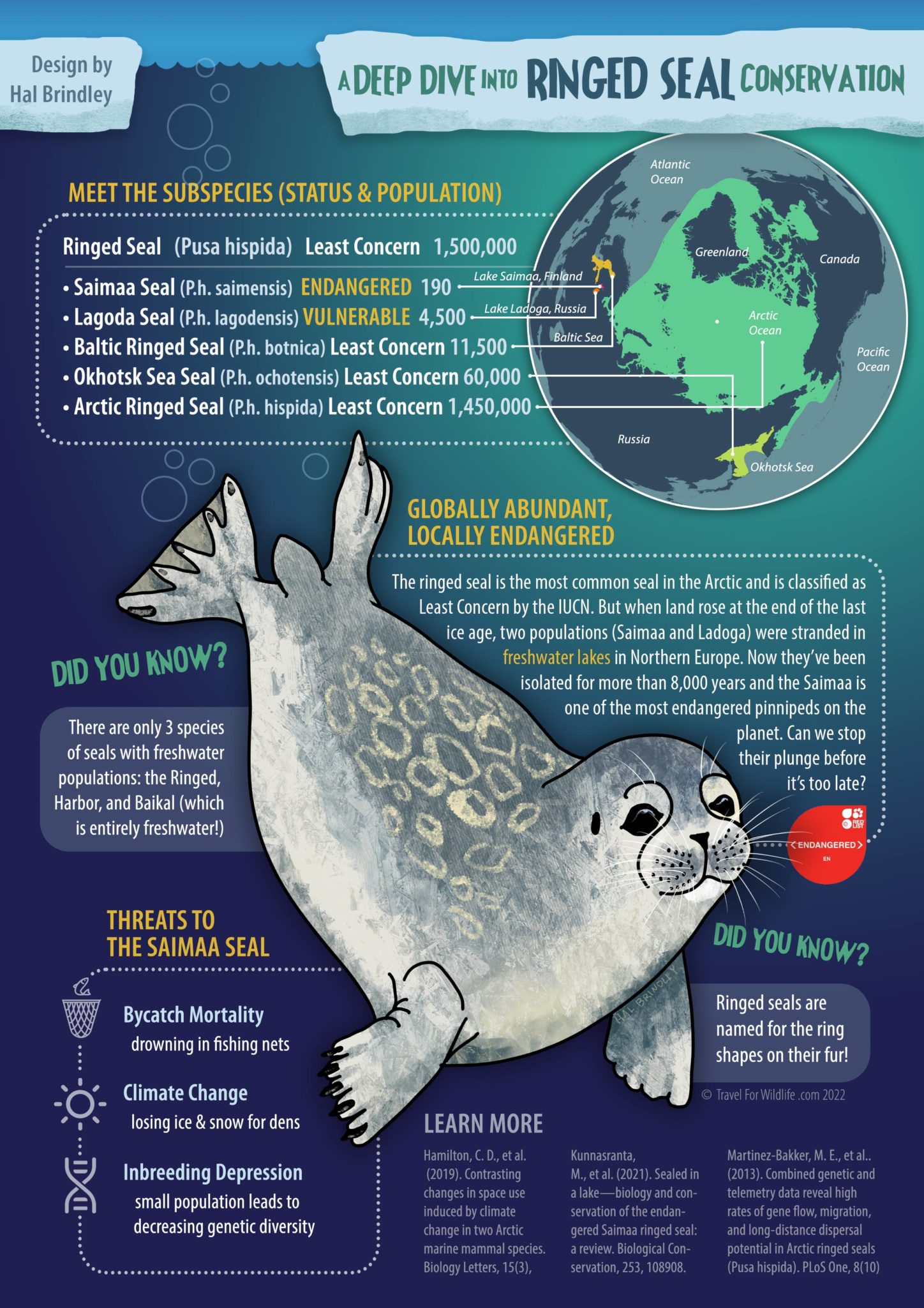 Ringed Seal Conservation Poster – Naturalist Studio